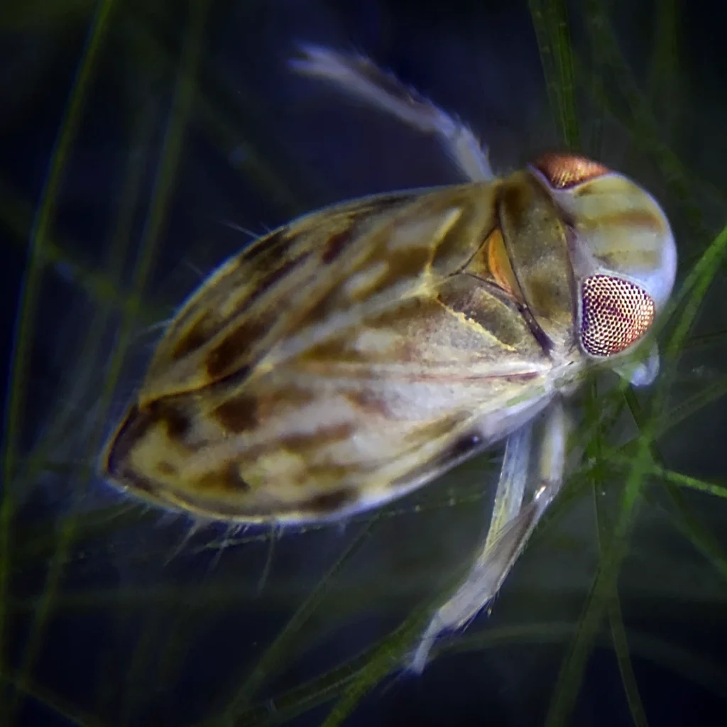 AhuautleAhuautle: El “Caviar Mexicano” que lucha por sobrevivir - Entófago